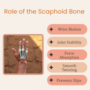 Scaphoid Fracture: Everything You Need to Know About Symptoms ...